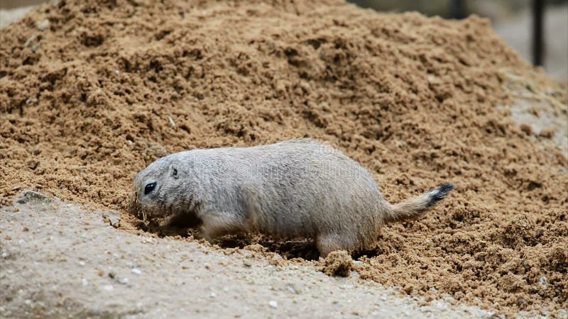 American Prairie Dog Digging Stock Footage - Video of squirrel, nature ...