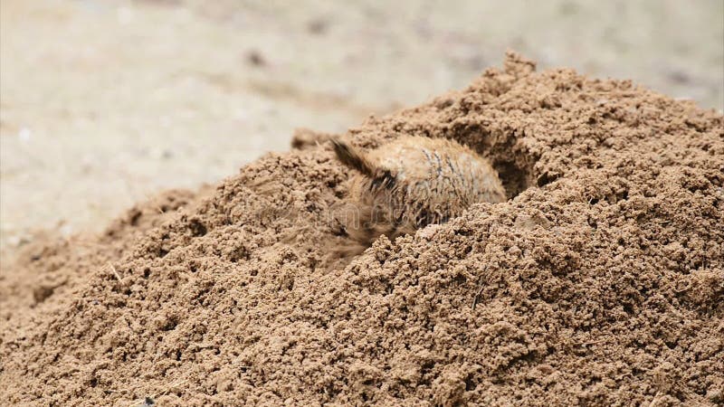 Prairie Dogs at Burrow stock footage. Video of mammal - 36021678