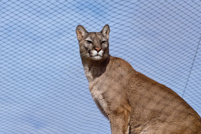 American Puma at the ZOO. stock image. Image of american - 210376319