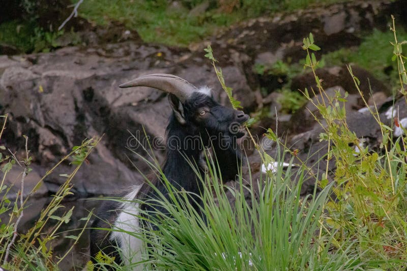 American Pygmy Eating Grass Stock Image - Image of nature, grass: 260203347