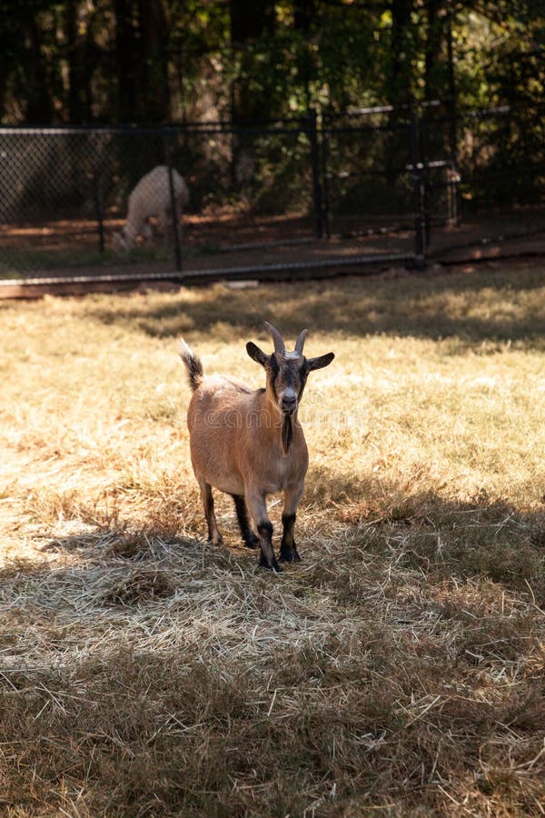 American Pygmy Goat Also Called the Capra Aegagrus Hircus Stock Image ...