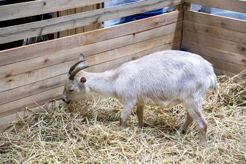American Pygmy or Pygmy Goat Stock Image - Image of domestic, sleep ...
