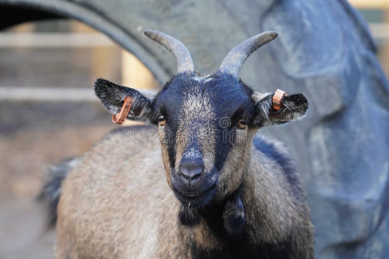 American Pygmy looking out stock photo. Image of mammal - 261255360