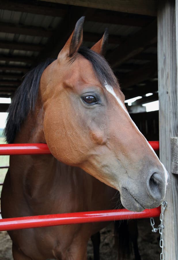 American Quarter Horse Mare Stock Photo - Image of horse, female: 15698706
