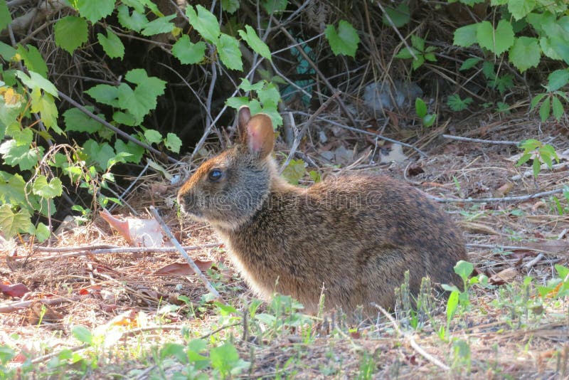 American Rabbit on Grass in Florida Nature Stock Photo - Image of wild ...