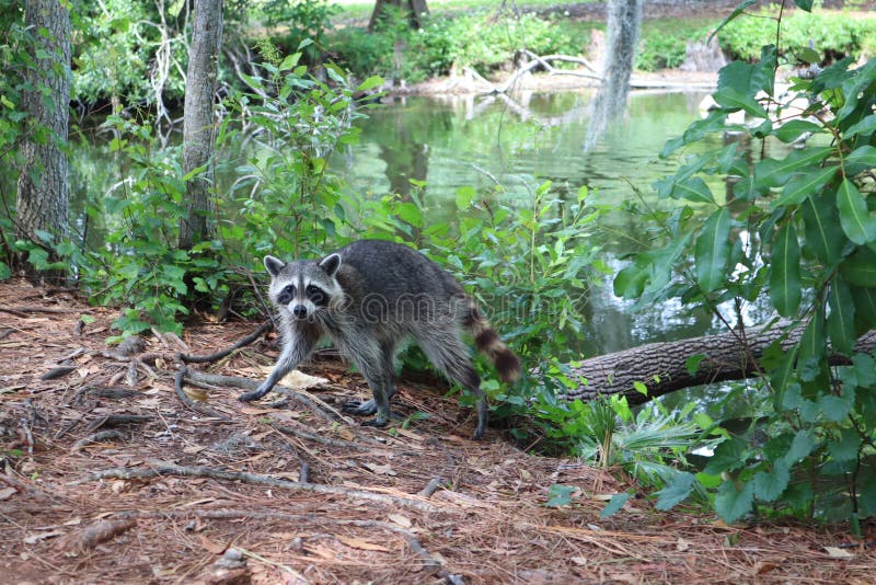 American Raccoon in the Forest Stock Photo - Image of green, okefenokee ...