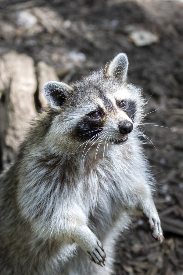 American Raccoon stock image. Image of mammal, brown - 166897057