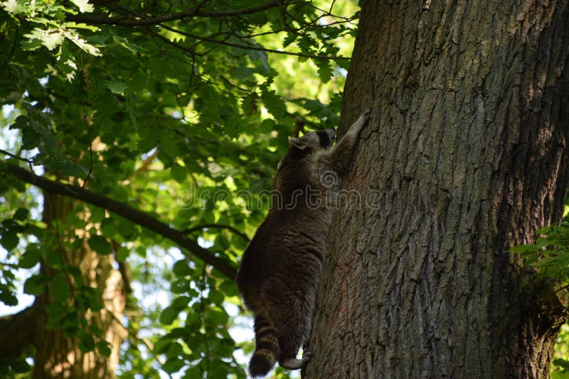 American Raccoon (Procyon Lotor) Climbing the Tree in a Forest Stock ...