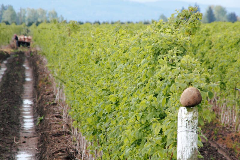 Washington Raspberry Field Stock Photos - Free & Royalty-Free Stock ...
