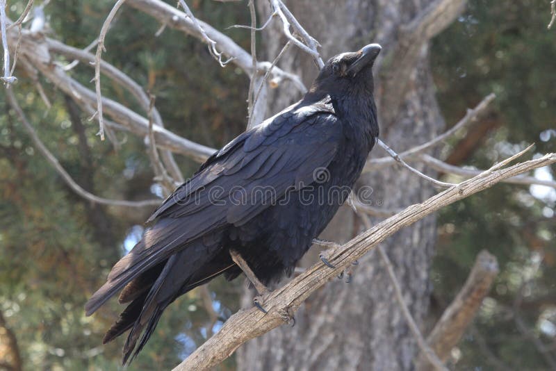 A raven perched in a tree stock photo. Image of mother - 186897486