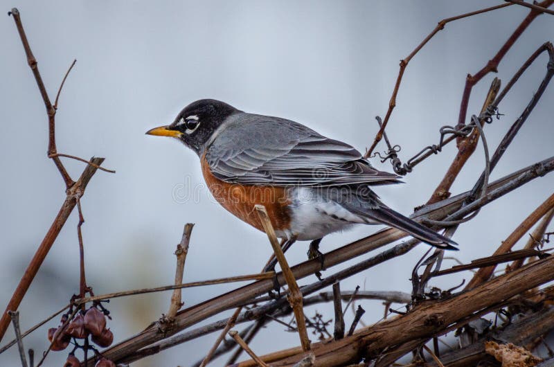 American Red-Breasted Robin Perched in the Back Yard Stock Image ...