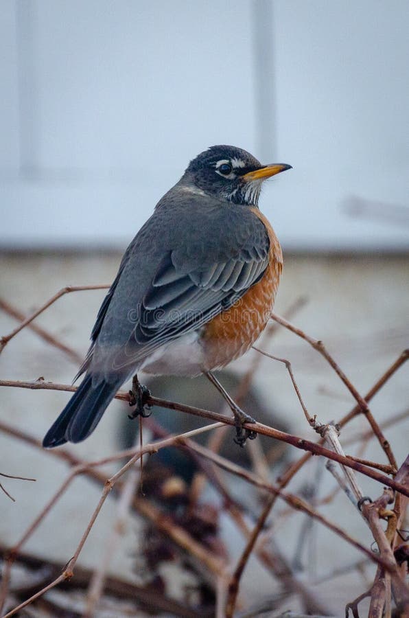 American Red-Breasted Robin Perched in the Back Yard Stock Image ...