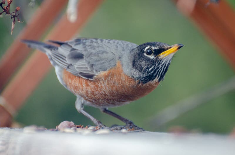 American Red-Breasted Robin Perched in the Back Yard Stock Image ...