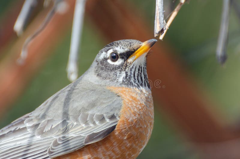 American Red-Breasted Robin Perched in the Back Yard Stock Photo ...