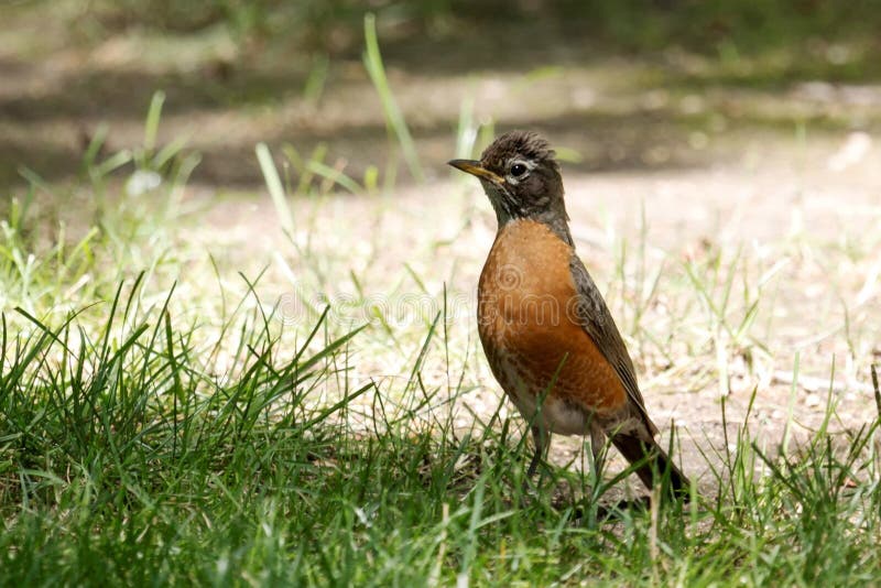 American Red Breasted Robin Stock Photo - Image of reddish, american ...
