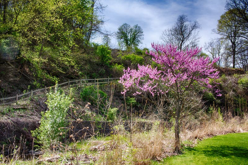 American Red Bud Tree on a Park Landscape with a Path Stock Photo ...