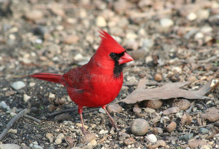 American Red Cardinal stock image. Image of alone, ornithology - 27542099