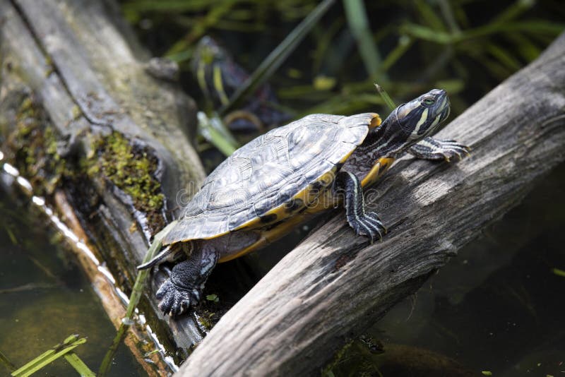 American Red-eared Slider, Trachemys Scripta Elegans, Has Spread in ...