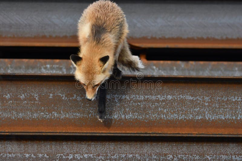 An American Red Fox Climbs Down from a Stack of Metal Beams Stock Photo ...