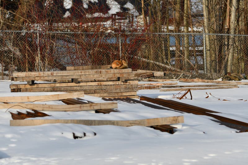 An American Red Fox Rests on the Top of a Stack Stock Image - Image of ...