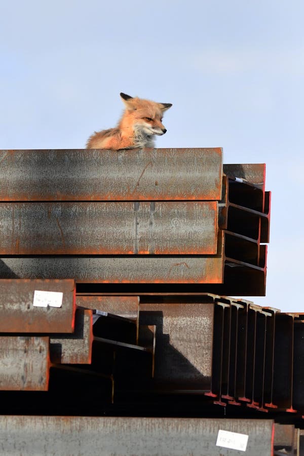 An American Red Fox Rests on the Top of a Stack of Industrial Steel ...
