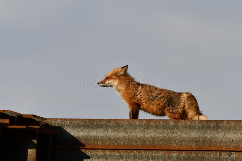 An American Red Fox Stretching Stock Photo - Image of beams, clever ...