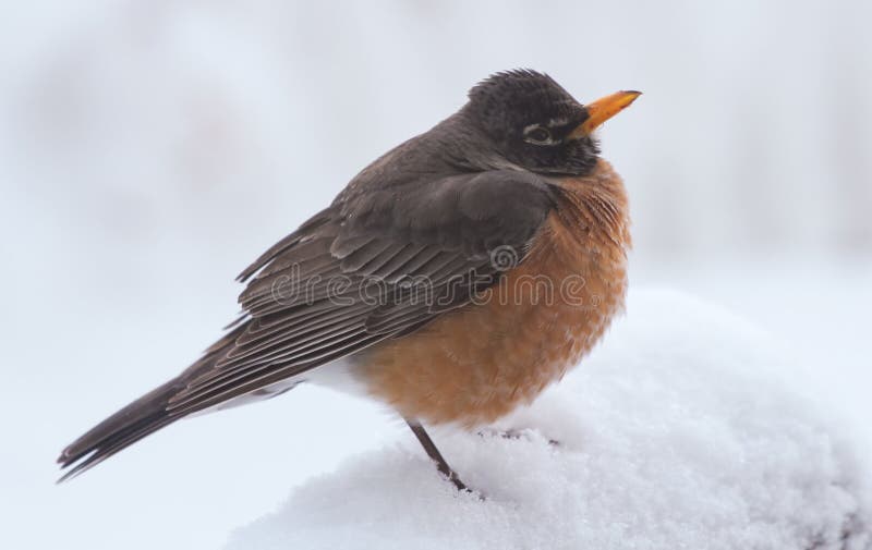 American Red Robin in Snow stock photo. Image of beak - 30525786