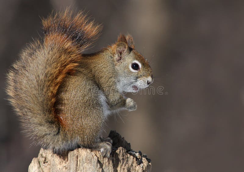 Squirrel Profile stock image. Image of summer, park, cute - 9042857