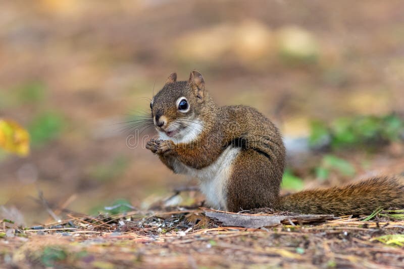 American Red Squirrel Closeup in Fall Smiling Stock Image - Image of ...
