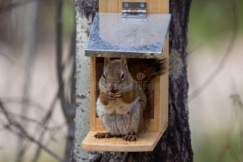 American Red Squirrel is Eating Peanuts in the Tree Feeder Stock Photo ...