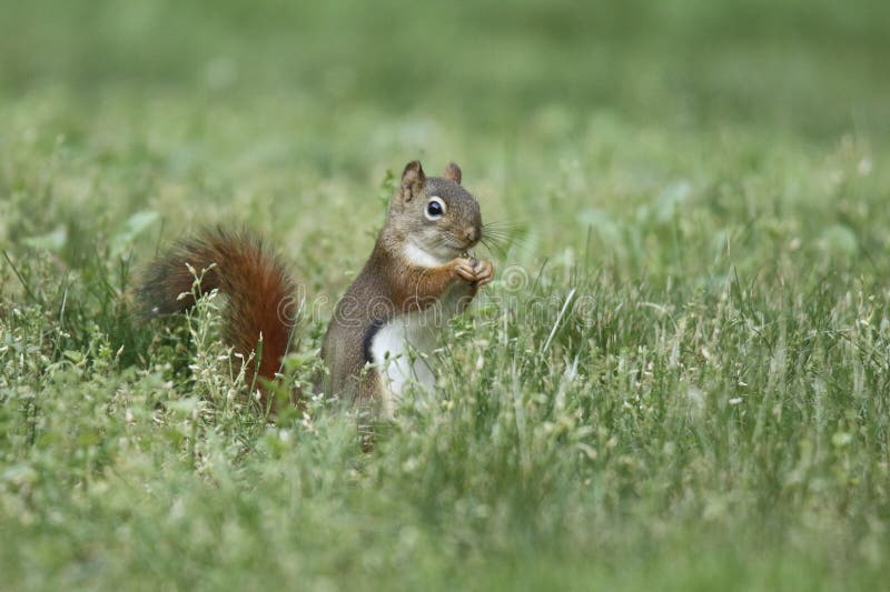 American Red Squirrel Foraging in a Backyard in Summer Stock Image ...