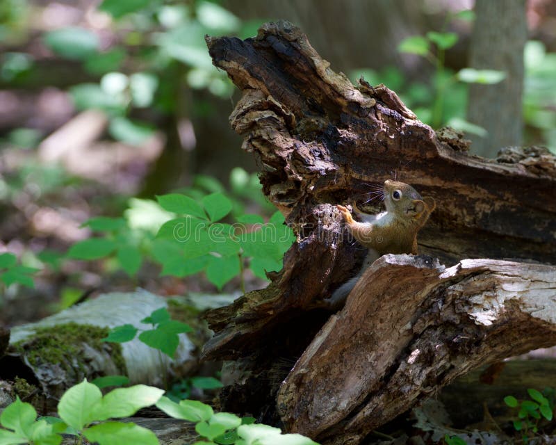 American Red Squirrel Foraging in Rotting Tree Root. Stock Photo ...