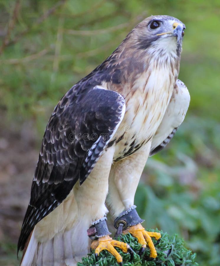 American Red-tailed Hawk stock photo. Image of breed - 27372244