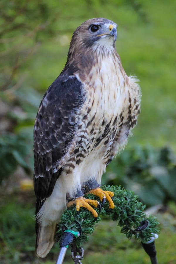 Red-tailed hawk stock photo. Image of plumage, glove - 26956928