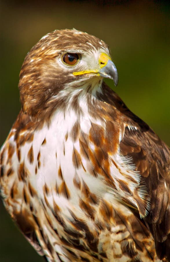 American red-tailed hawk stock photo. Image of chicken - 92728430