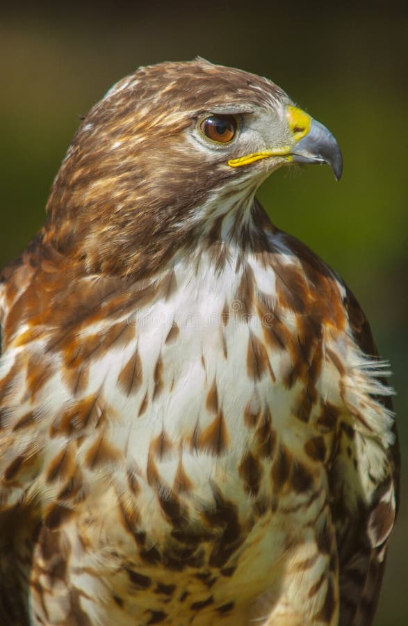 American red-tailed hawk stock image. Image of black - 92728479