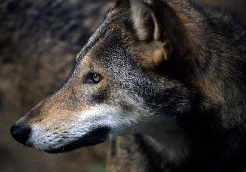 American Red Wolf stock photo. Image of field, walk, wild - 17352198