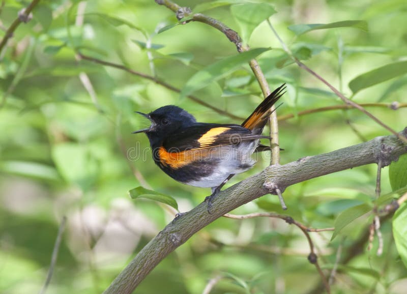 American Redstart stock image. Image of animal, warbler - 11269297