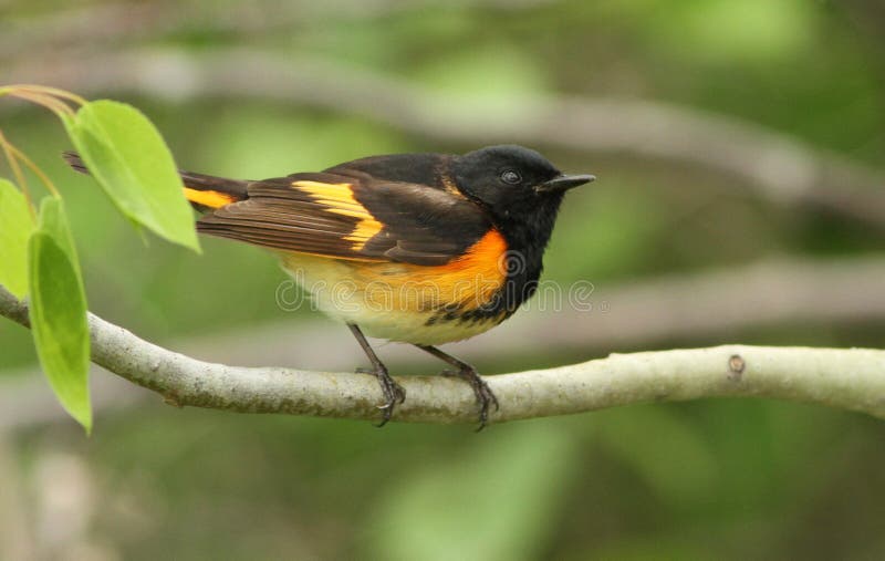 Red Wing Black Bird Singing Stock Image - Image of pole, song: 89480931