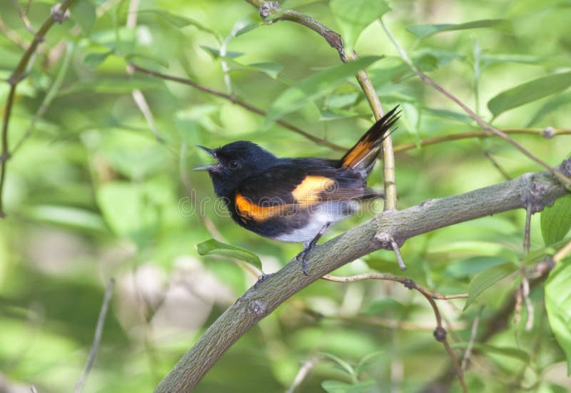 American Redstart stock image. Image of redstart, wildlife - 9344165