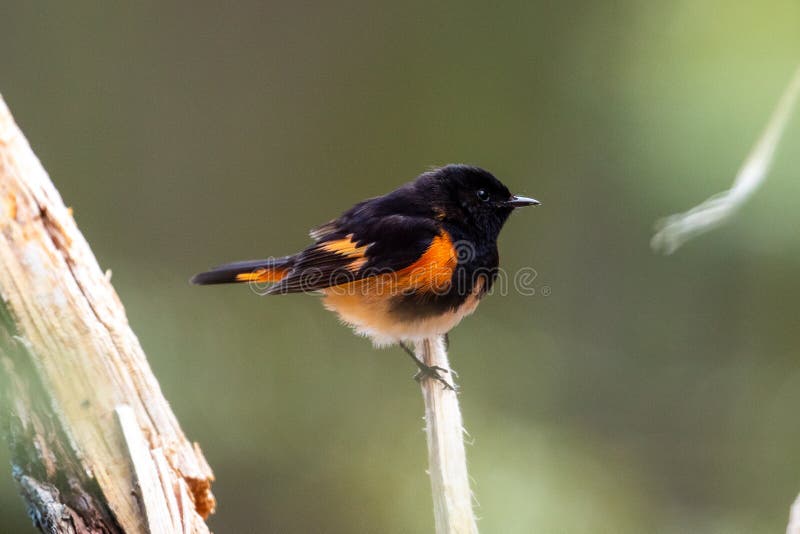 American Redstart Bird in the Forest Stock Image - Image of start ...