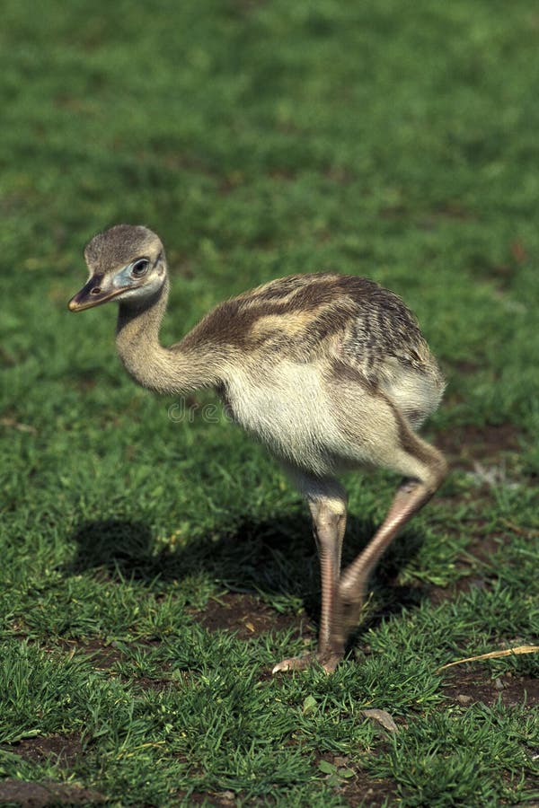 Rhea chick stock photo. Image of learning, walk, animal - 100058596