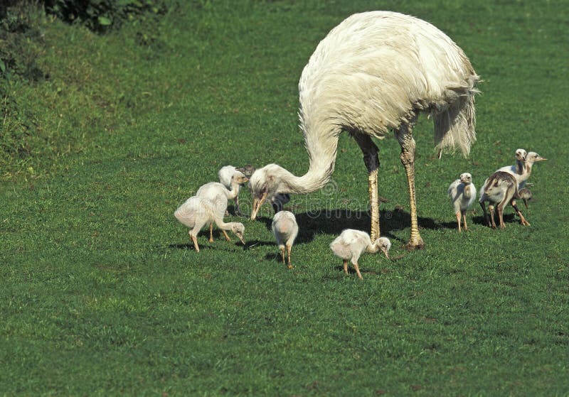 Mother Rhea with Flock of Baby Chicks Stock Image - Image of meat ...