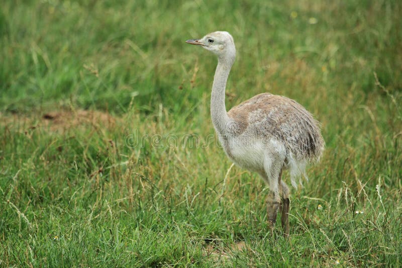Rhea chick stock photo. Image of learning, walk, animal - 100058596