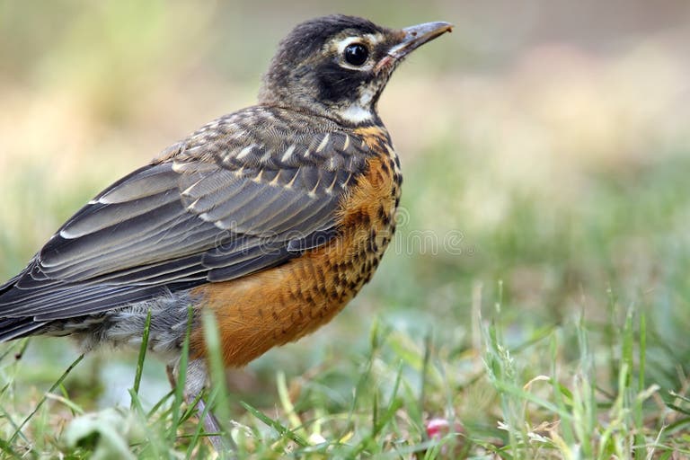 1,253 Juvenile Robin Stock Photos - Free & Royalty-Free Stock Photos ...