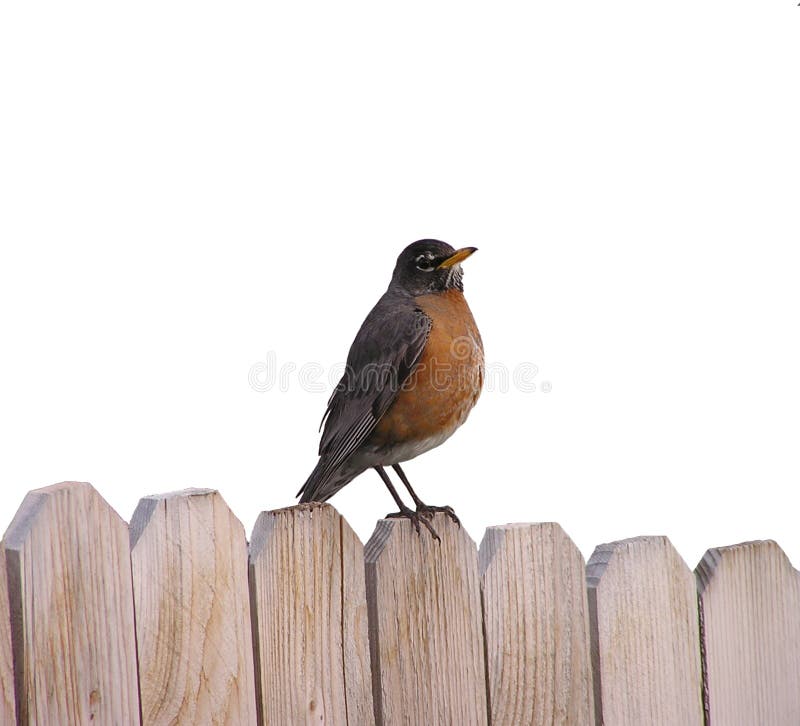 American robin in flight stock photo. Image of wings - 47524544