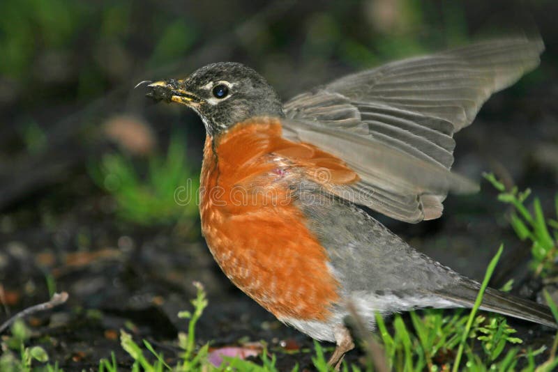American robin stock photo. Image of green, movement, york - 127936