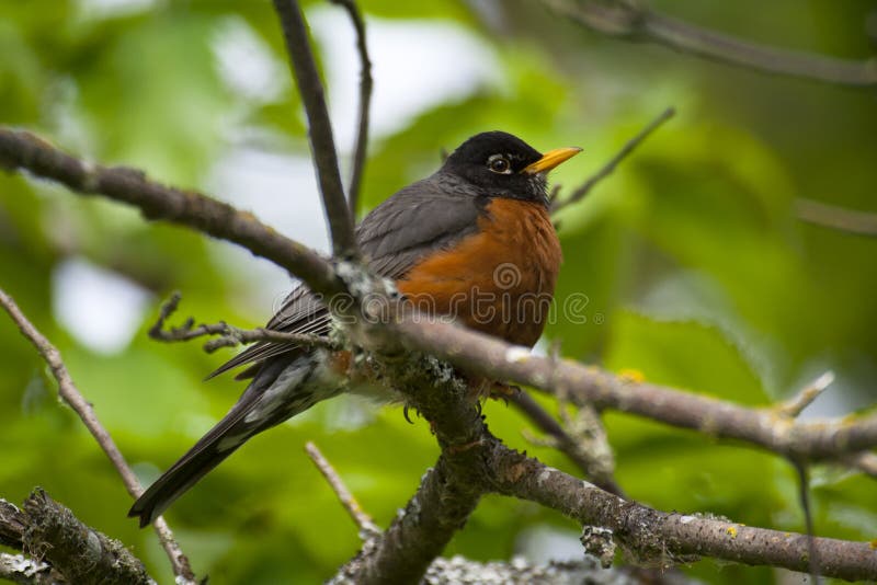 American Robin stock image. Image of north, orange, american - 16490407