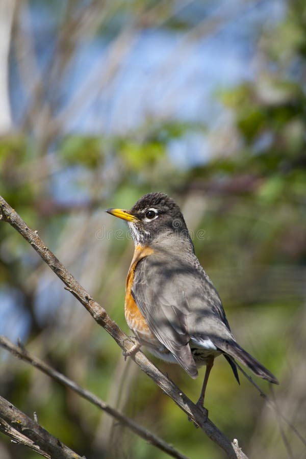 Fat robin stock image. Image of bill, finch, natural, nature - 838849