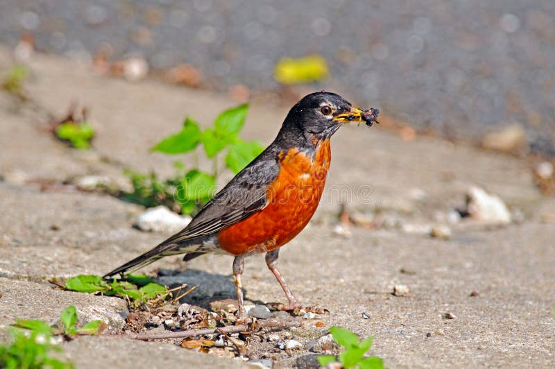 American Robin stock photo. Image of bird, beak, turdus - 19528730